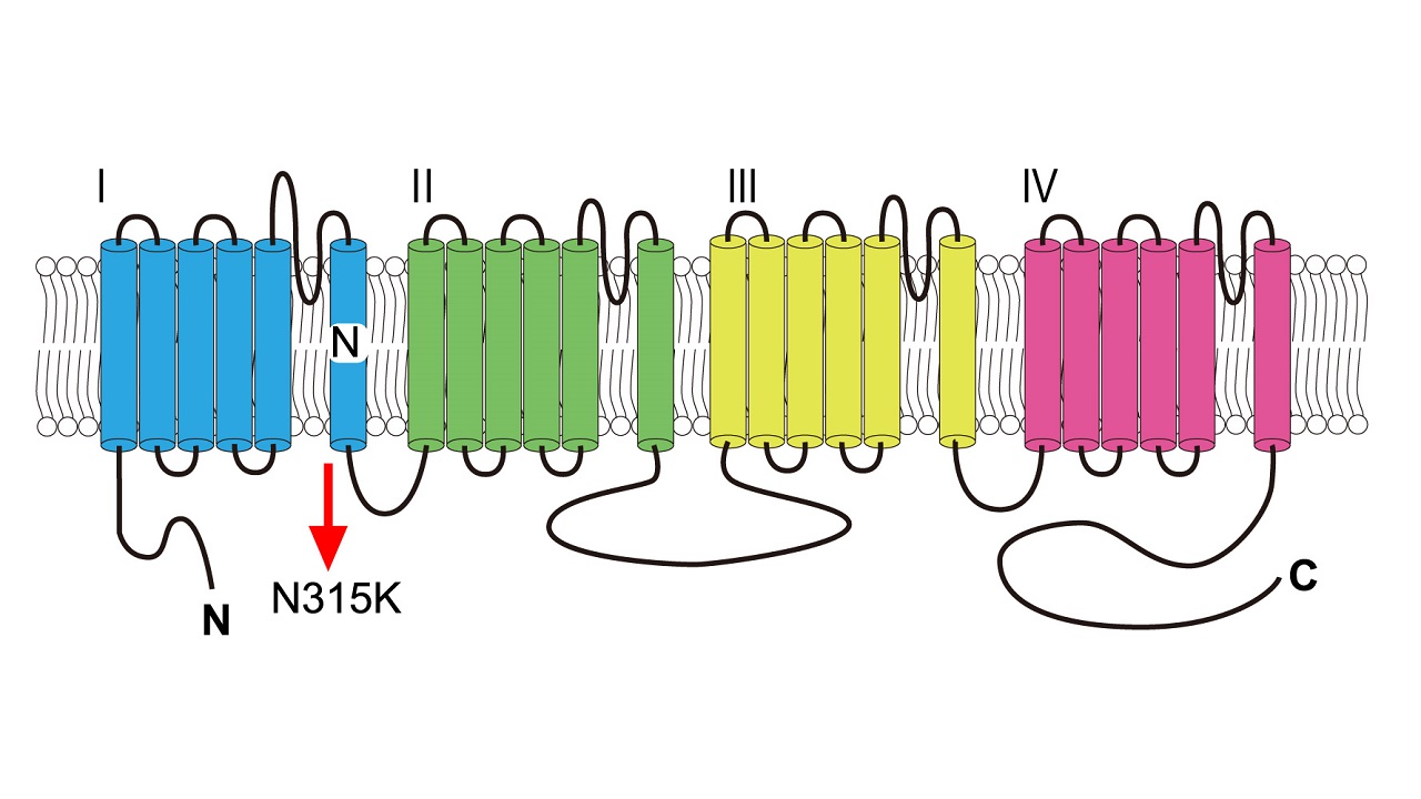 NalcnDreamless変異マウスはレム睡眠が分断化する A mutation in NALCN disrupts REM sleep ...