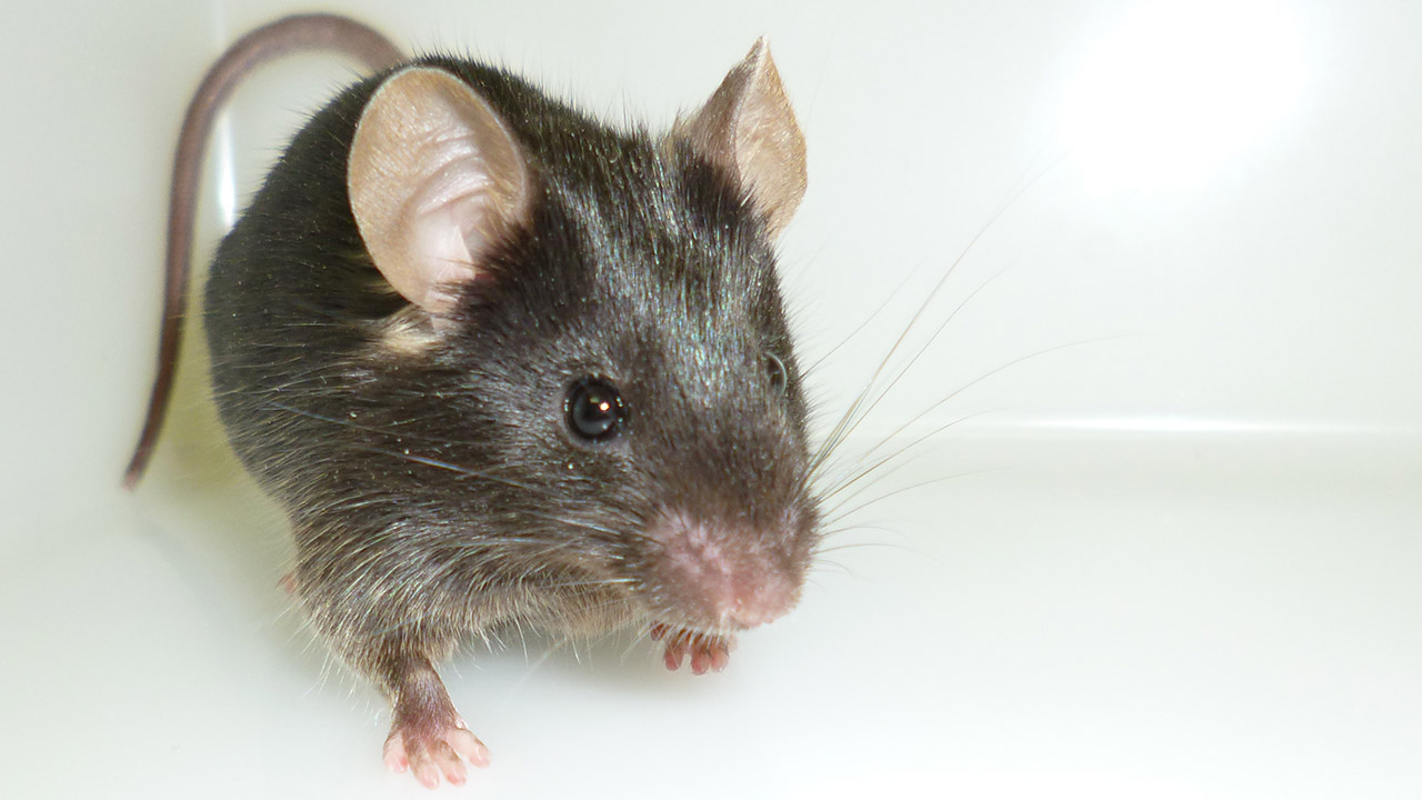 C57BL/6マウス | 筑波大学 IIIS 柳沢・船戸研究室 Yanagisawa/Funato Laboratory